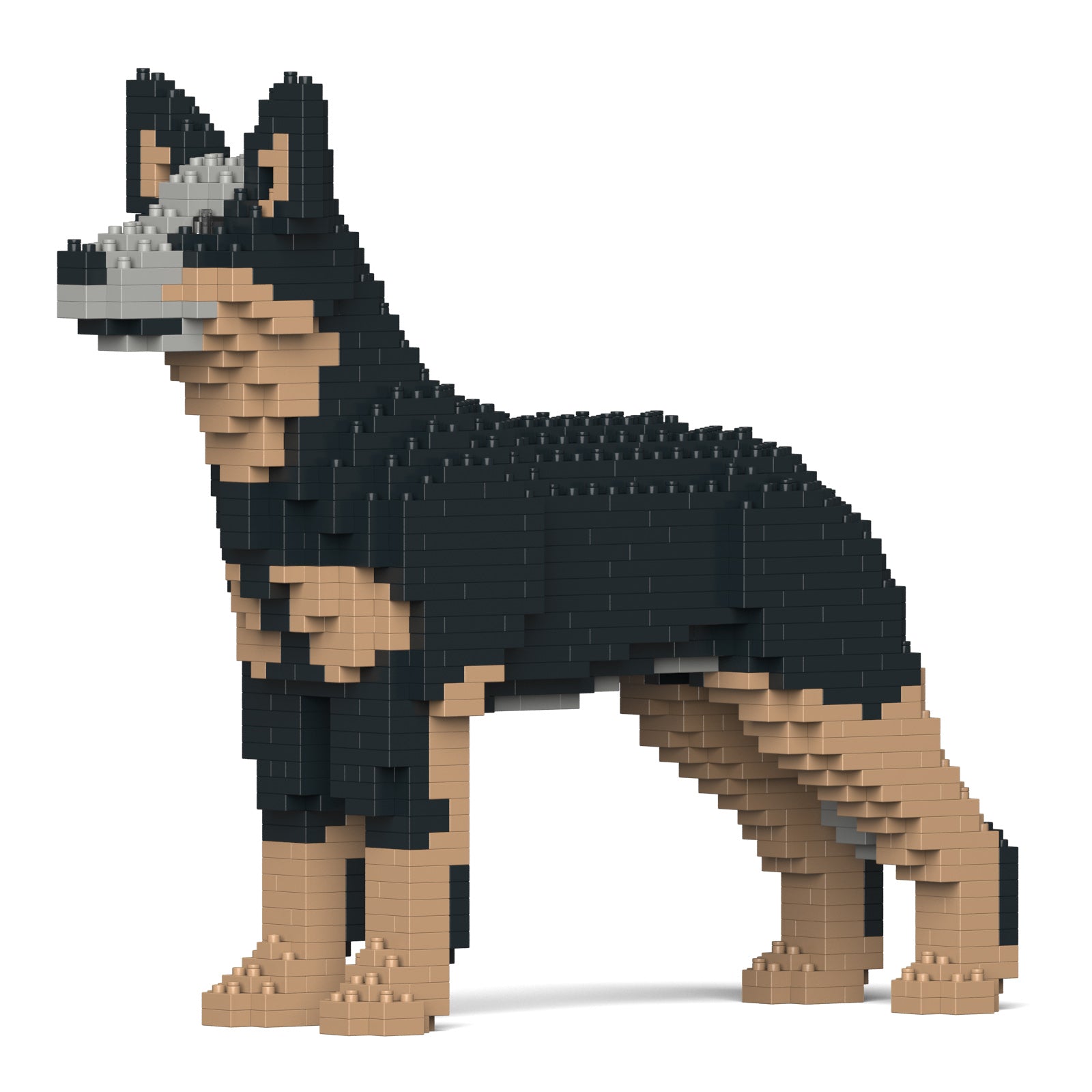 Australian Cattle Dog – JEKCA Hong Kong